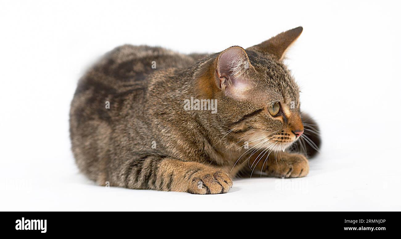 Brown Tabby Domestic Cat, Adult Laying against White Background Stock ...