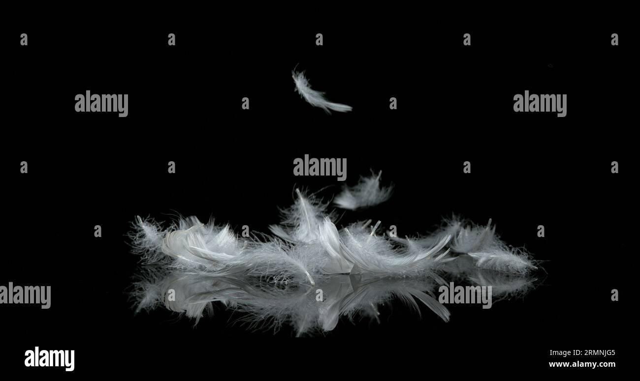 White Feathers Falling against Black Background Stock Photo - Alamy