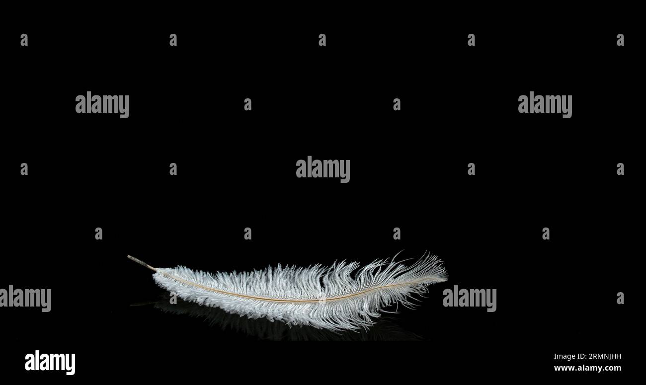 White Feather Falling against Black Background, Normandy Stock Photo ...