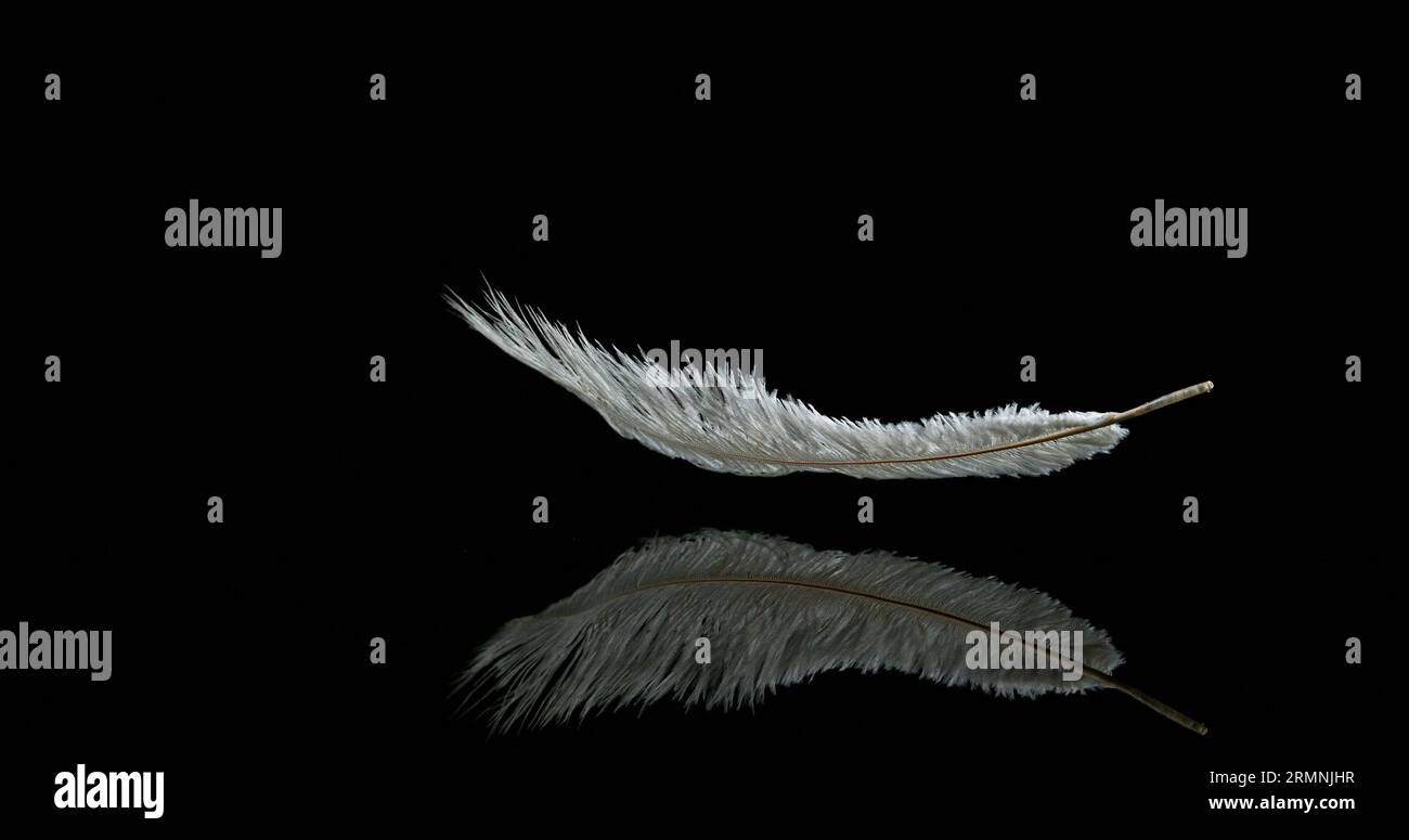 White Feather Falling against Black Background, Normandy Stock Photo ...