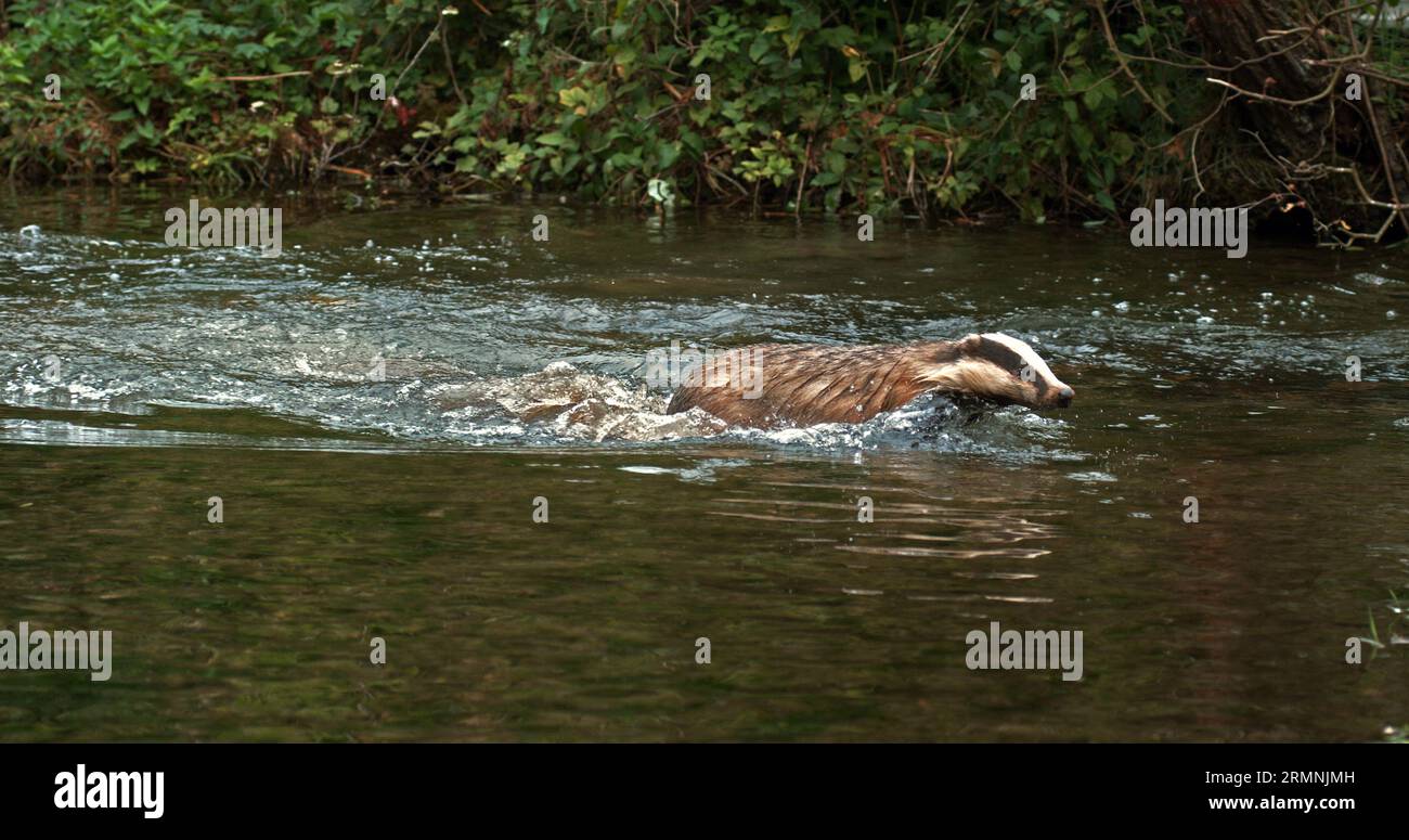 European Badger, meles meles, Adult running through Water, Normandy ...