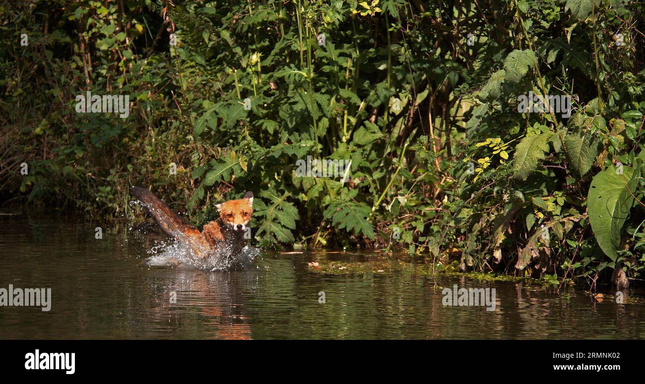 Red Fox, vulpes vulpes, Adult crossing River, Normandy in France Stock ...