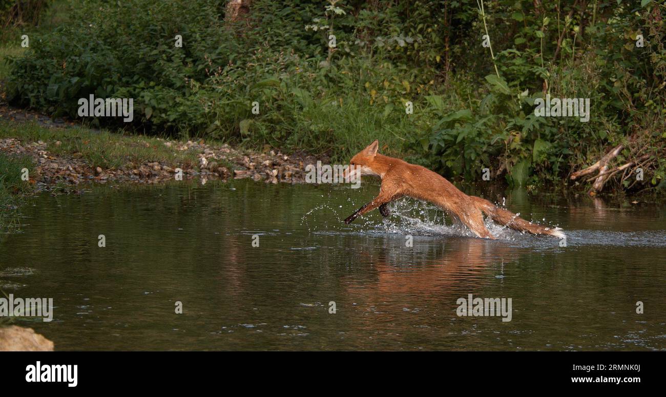 Red Fox, vulpes vulpes, Adult crossing River, Normandy in France Stock ...