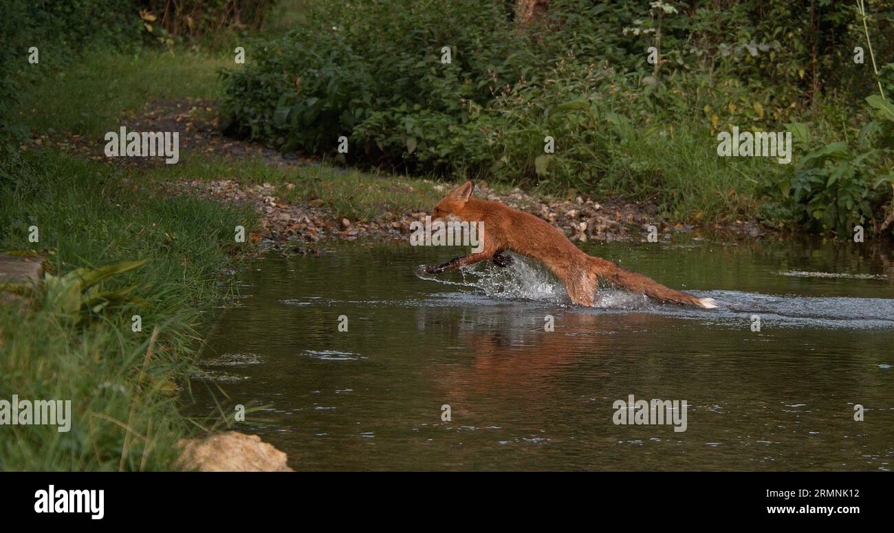 Red Fox, vulpes vulpes, Adult crossing River, Normandy in France Stock ...