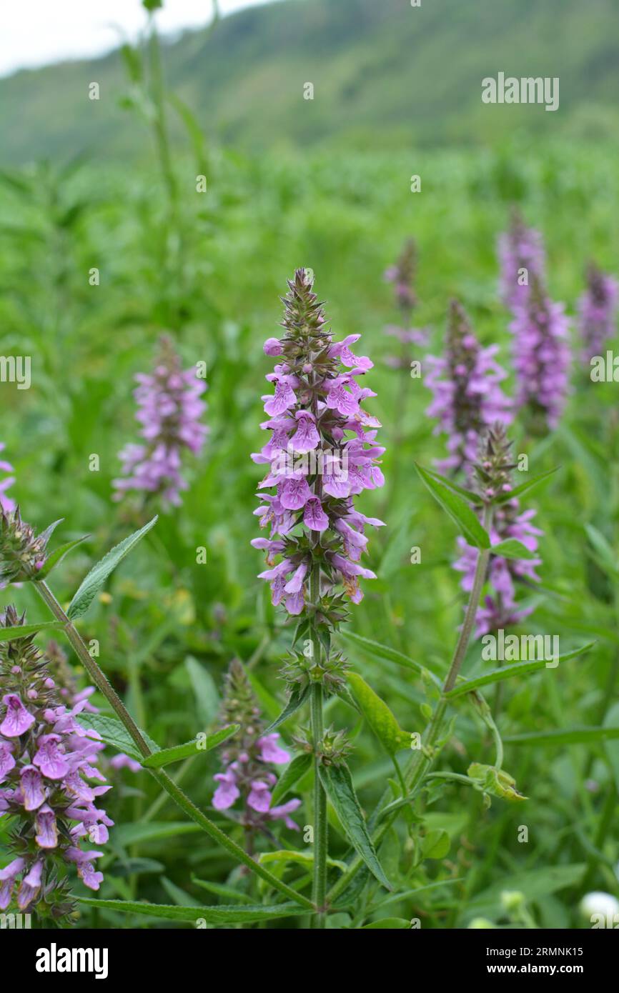 Stachys palustris grows among grasses in the wild Stock Photo - Alamy