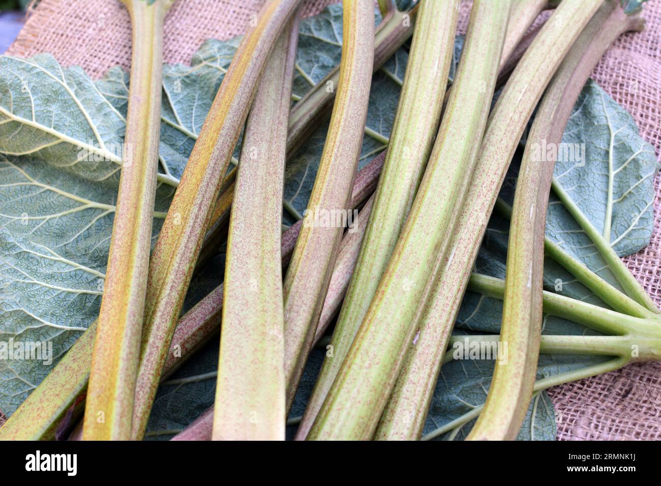 Harvested in the garden crop of rhubarb stalks Stock Photo - Alamy
