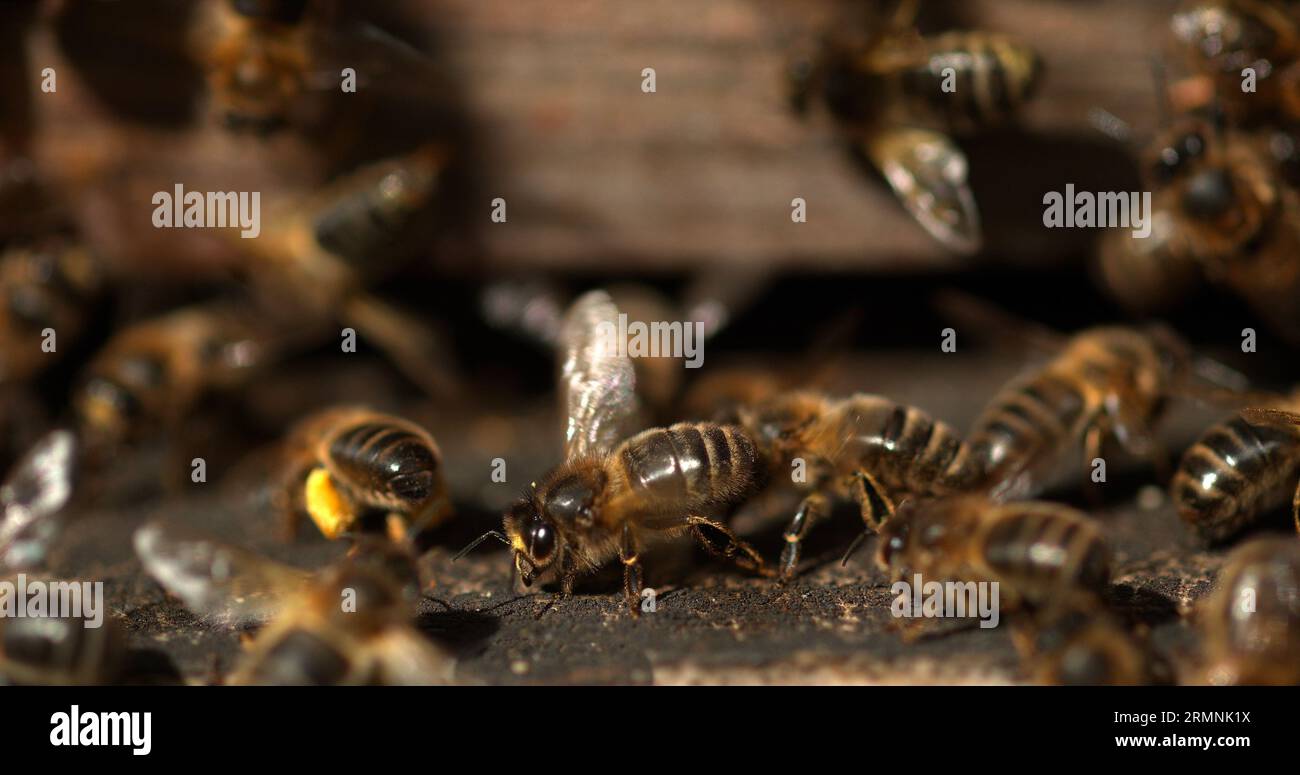 |European Honey Bee, apis mellifera, Black Bees standing at Hive ...