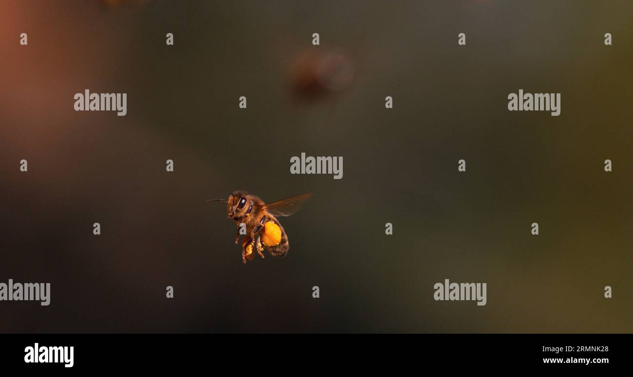 |European Honey Bee, apis mellifera, Black Bee in Flight, Return to the ...