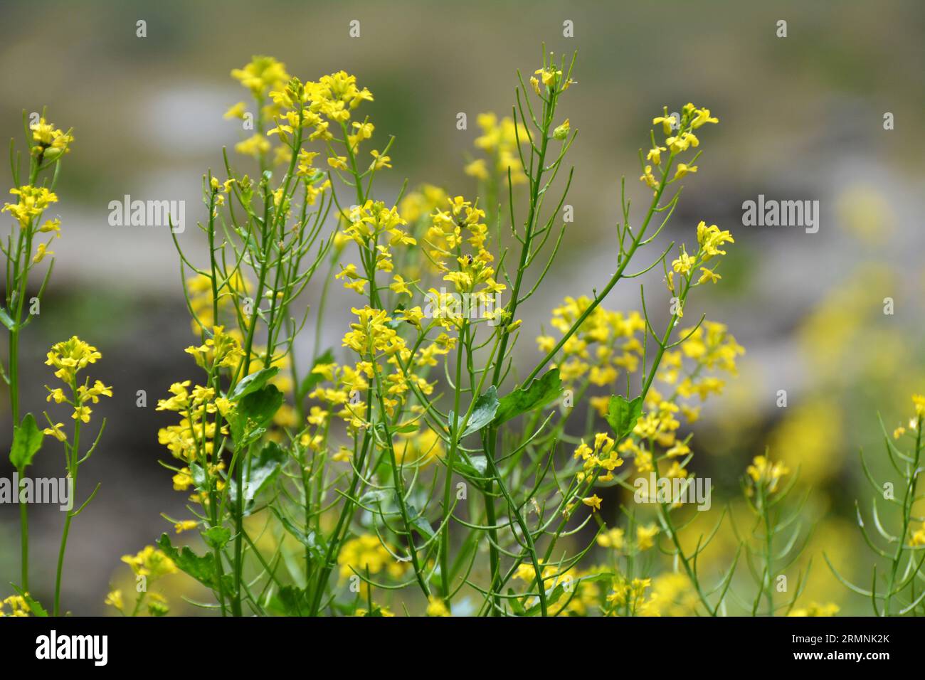 Wild turnip (Barbarea vulgaris) blooms in nature among grasses Stock ...