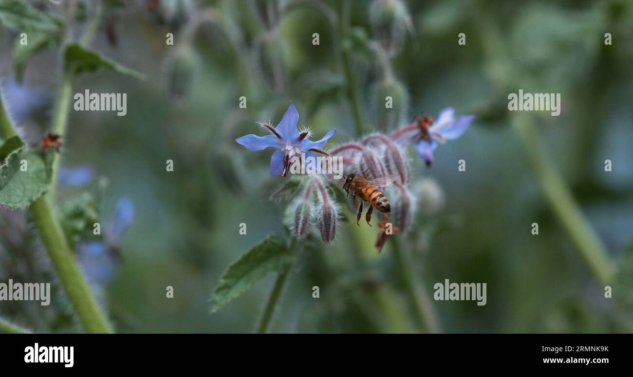European Honey Bee, apis mellifera, Bee foraging a borage Flower ...
