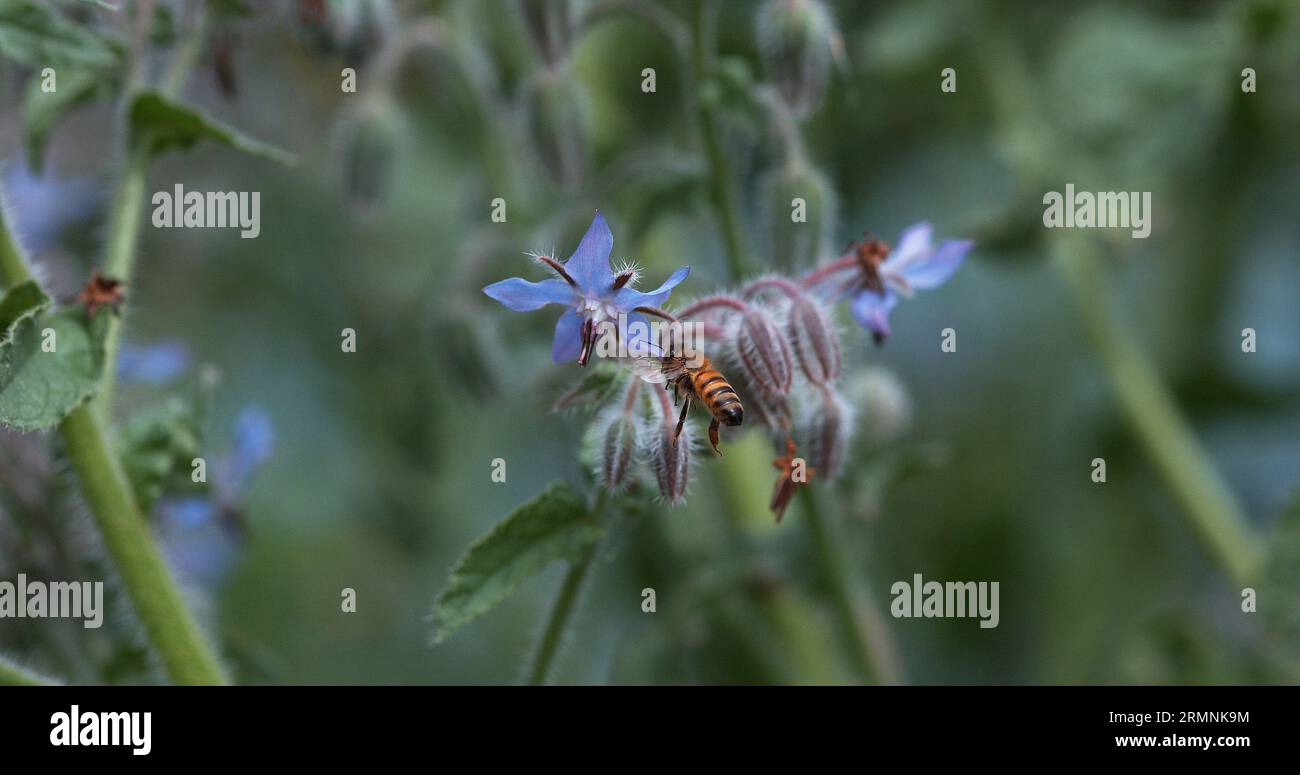 European Honey Bee, apis mellifera, Bee foraging a borage Flower ...