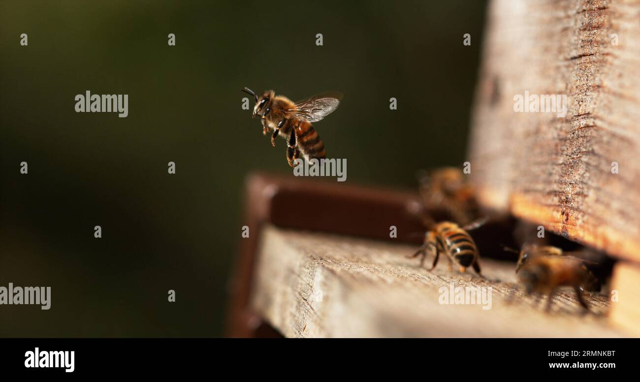 European Honey Bee, apis mellifera, Bees Going To The Hive, Insects in ...