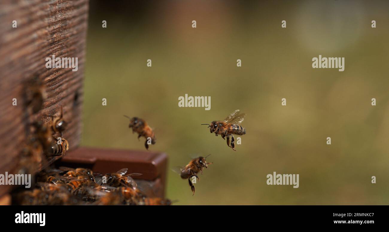 European Honey Bee, apis mellifera, Bees Going To The Hive, Insects in ...