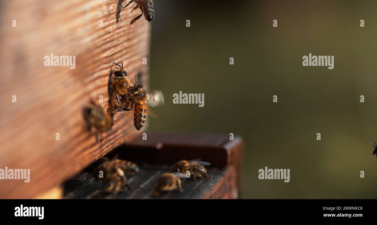European Honey Bee, apis mellifera, Bees Going To The Hive, Insects in ...
