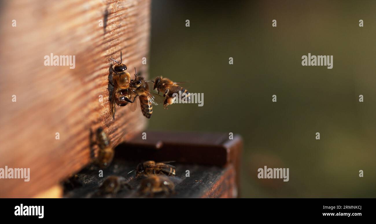 European Honey Bee, apis mellifera, Bees Going To The Hive, Insects in ...