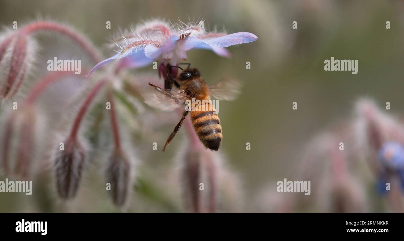 European Honey Bee, apis mellifera, Bee foraging a borage Flower ...