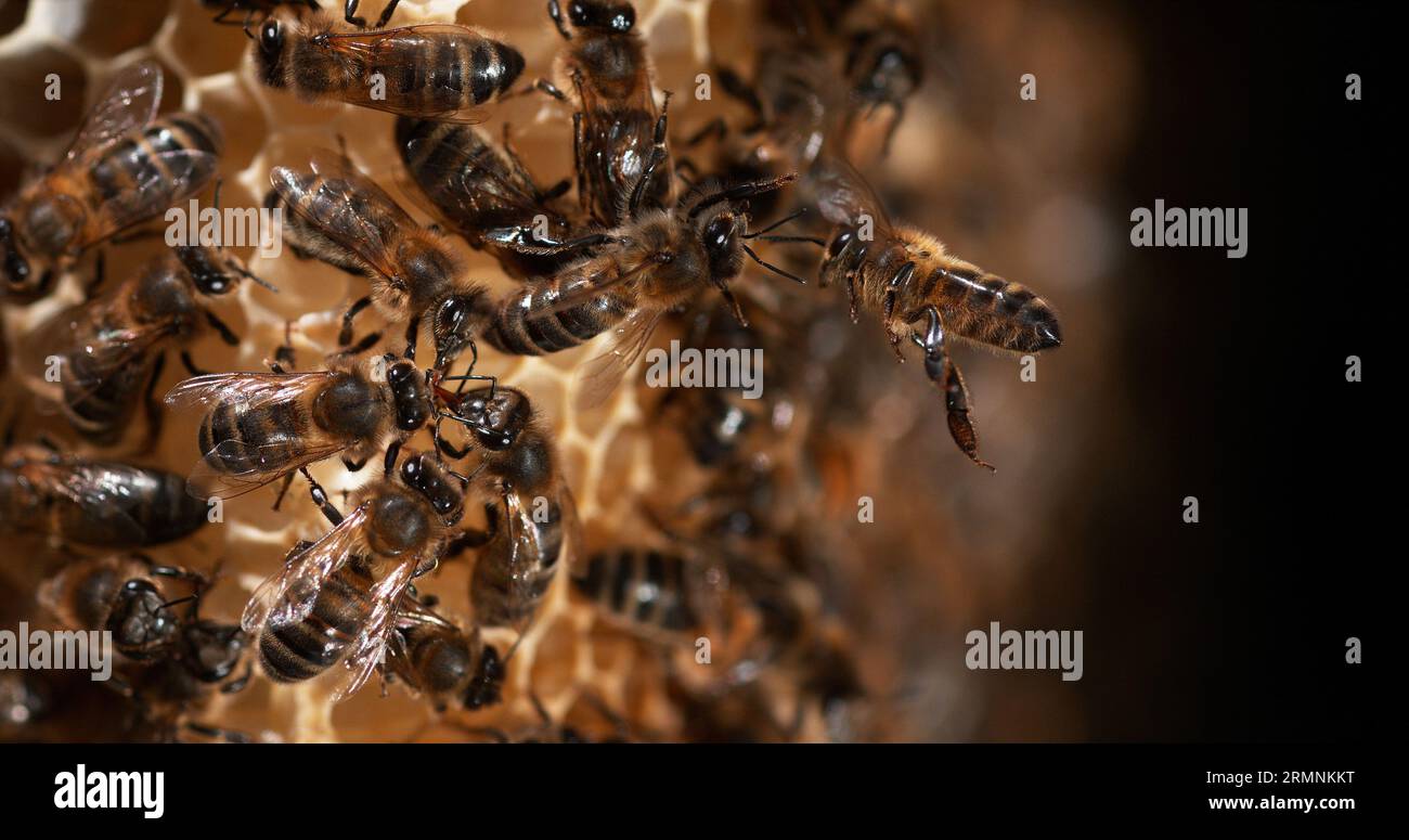 |European Honey Bee, apis mellifera, Black Bees on a wild Ray, Brood ...