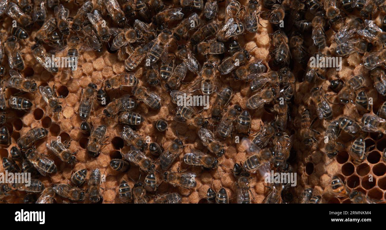 |European Honey Bee, apis mellifera, Black Bees on a wild Ray, Brood ...