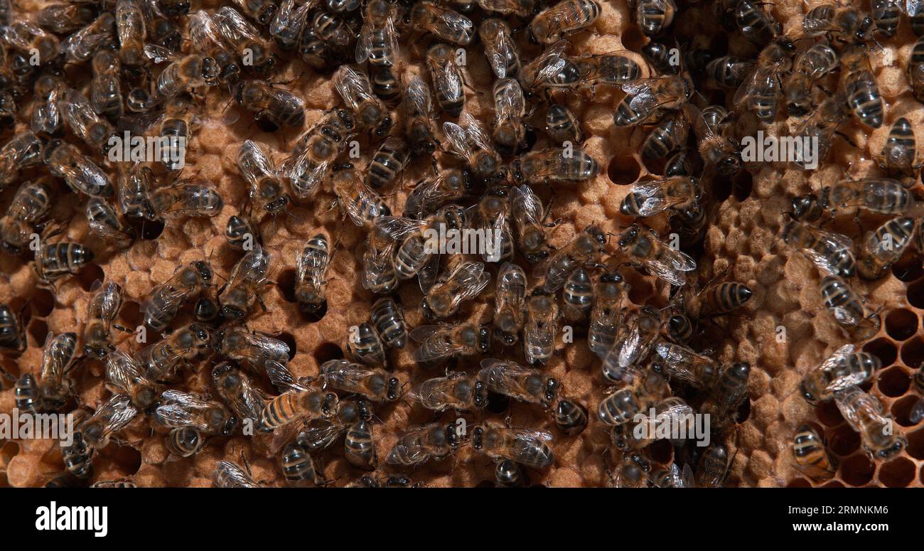 |European Honey Bee, apis mellifera, Black Bees on a wild Ray, Brood ...