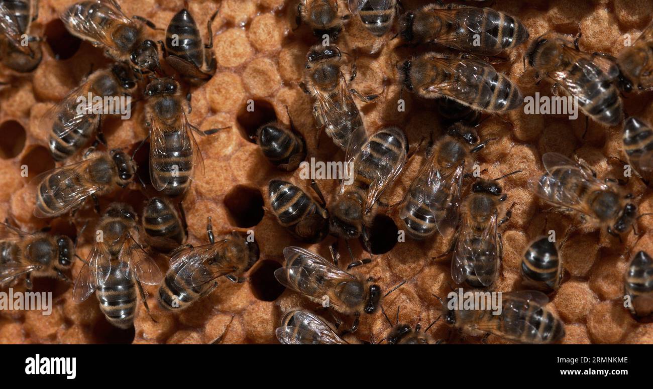 |European Honey Bee, apis mellifera, Black Bees on a wild Ray, Brood ...