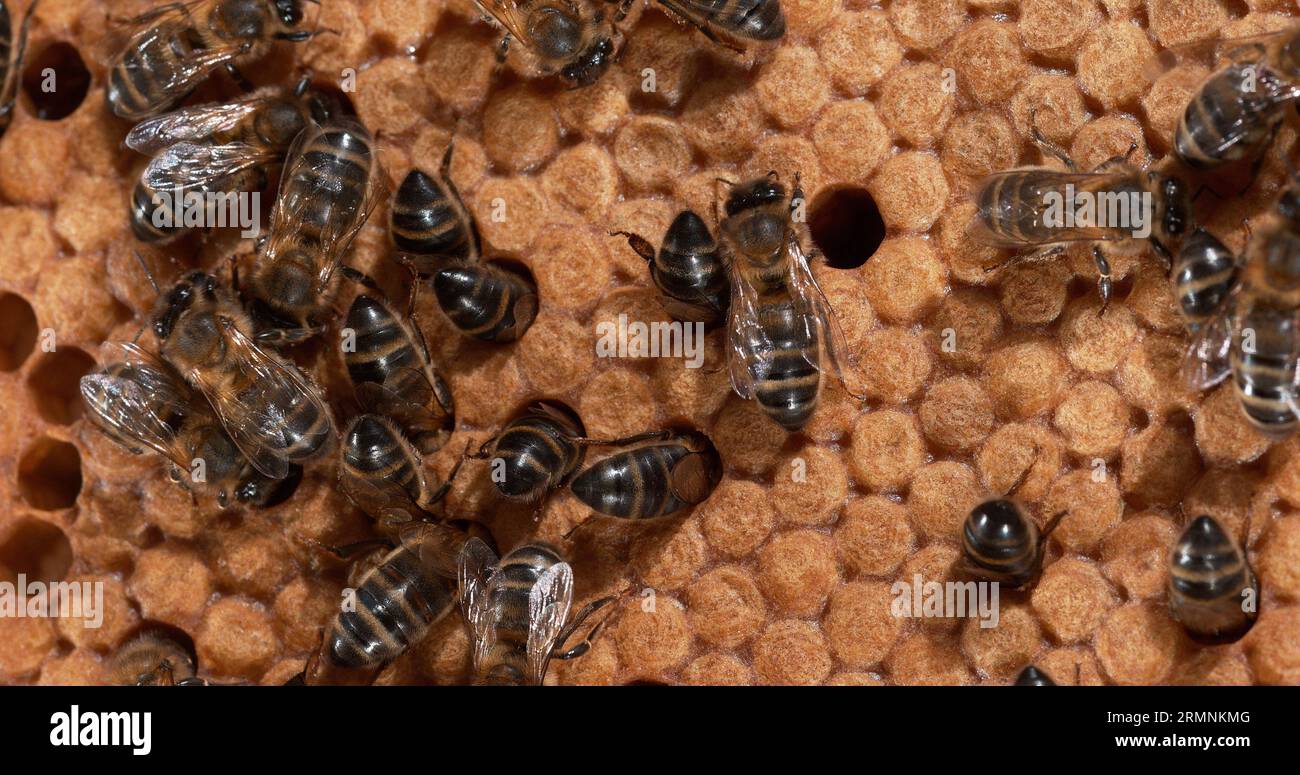 |European Honey Bee, apis mellifera, Black Bees on a wild Ray, Brood ...