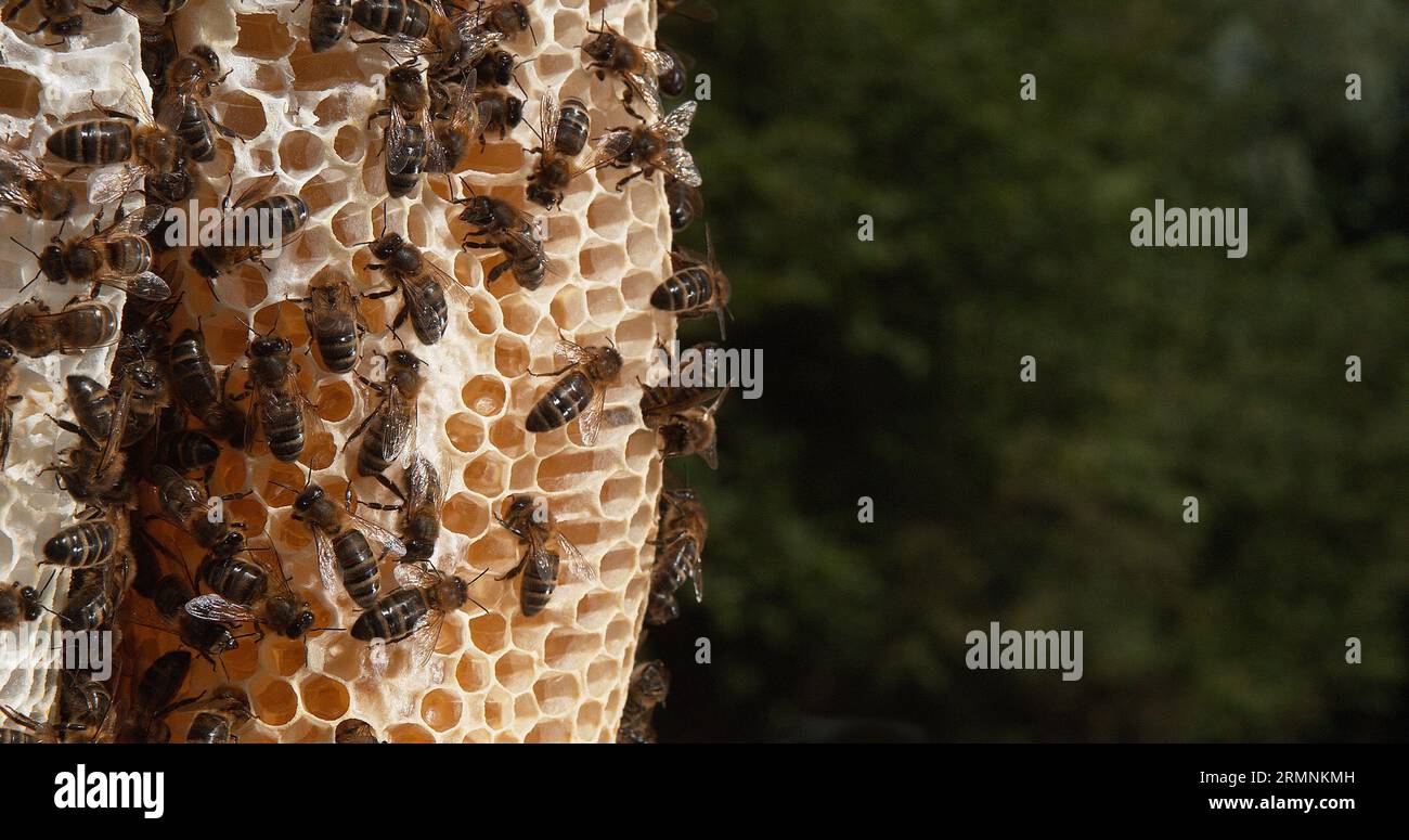 |European Honey Bee, apis mellifera, Black Bees on a wild Ray, Brood ...