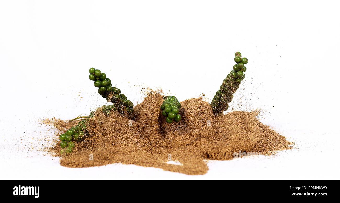 Fresh green pepper, piper nigrum, spice falling in pepper ground on ...