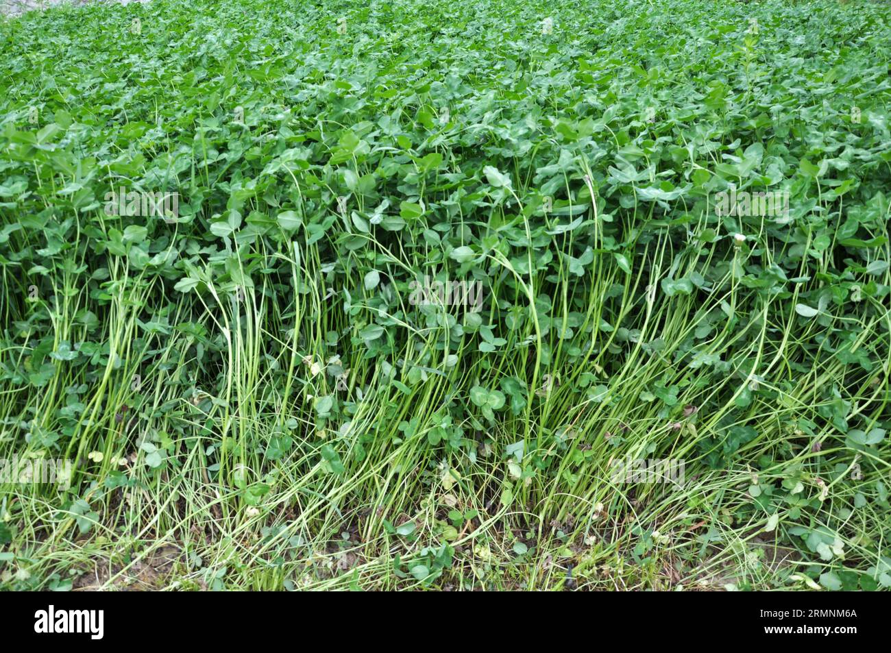 In the spring farm field young clover grows Stock Photo - Alamy