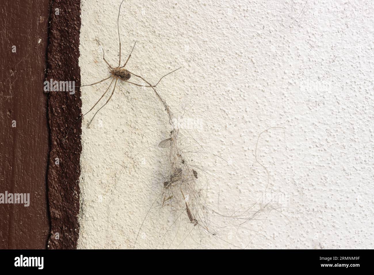 A spider Opilio parietinus crawls up a wall and dragging a clump of ...