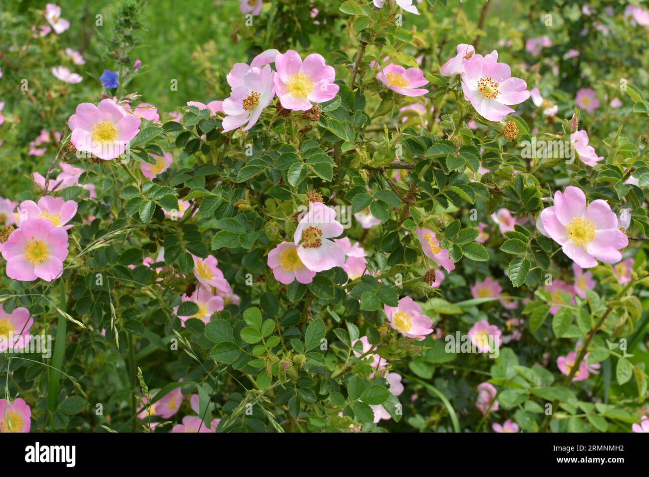 In the spring, wild rose bush blooms Stock Photo - Alamy