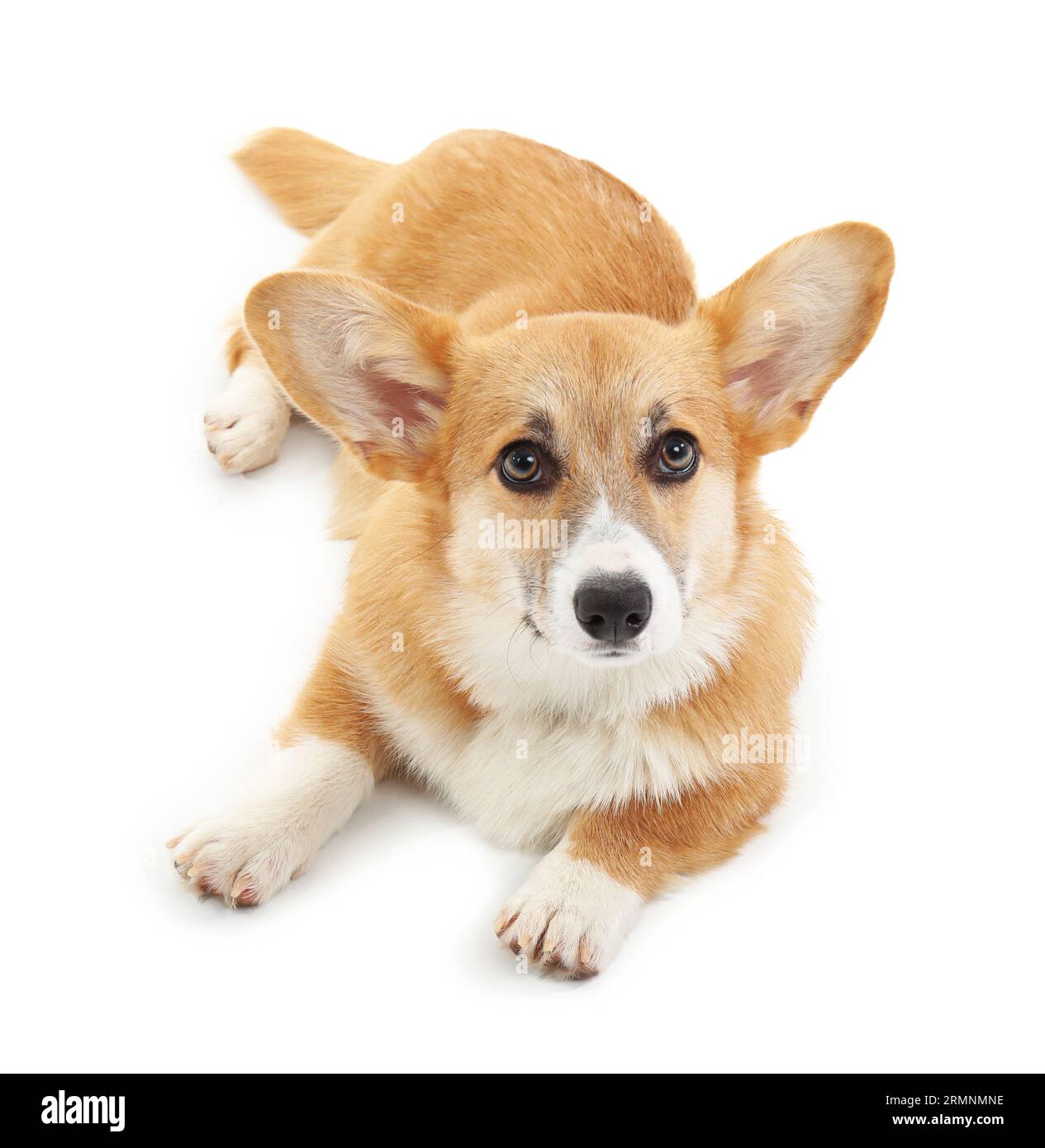 Cute Corgi dog isolated on white background Stock Photo - Alamy