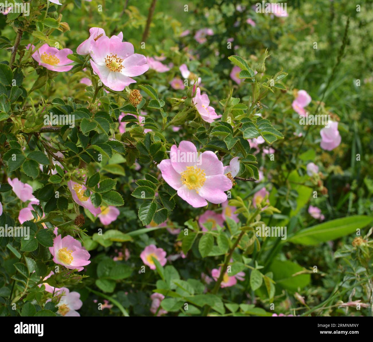 In the spring, wild rose bush blooms Stock Photo - Alamy