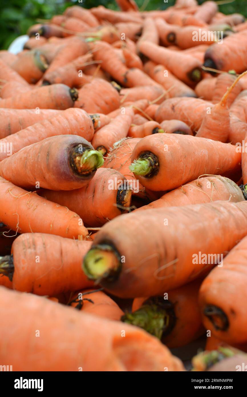 Crop of carrots hi-res stock photography and images - Alamy