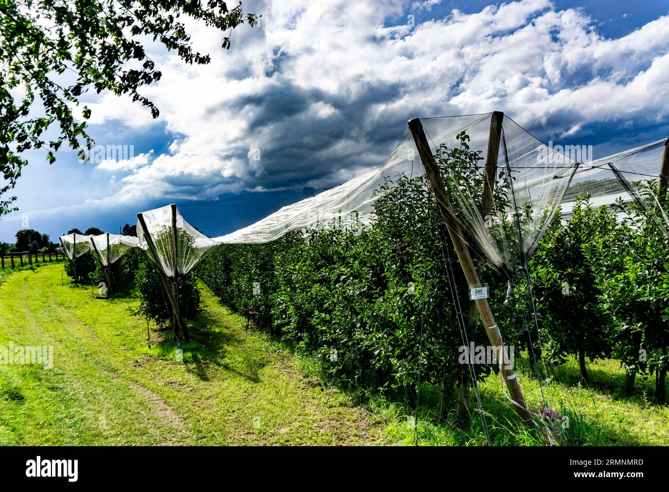 Hail protection hi-res stock photography and images - Alamy