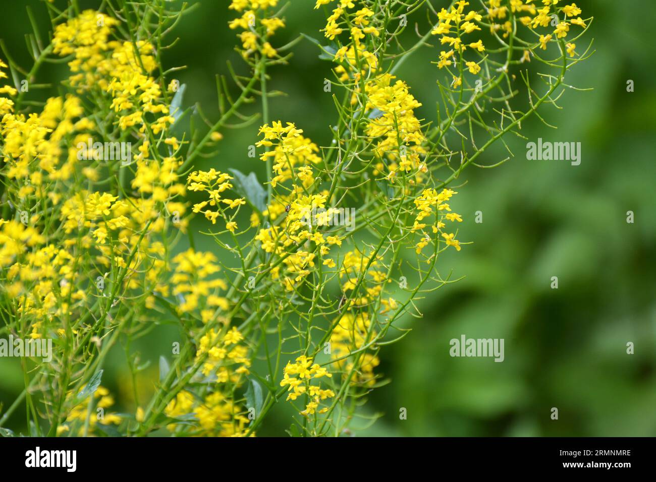 Wild turnip (Barbarea vulgaris) blooms in nature among grasses Stock ...