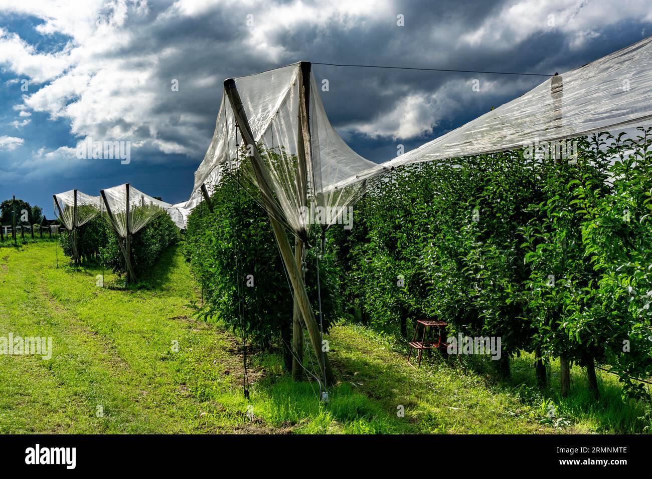 Apple orchard, fruit growing, with hail protection nets, they are to ...