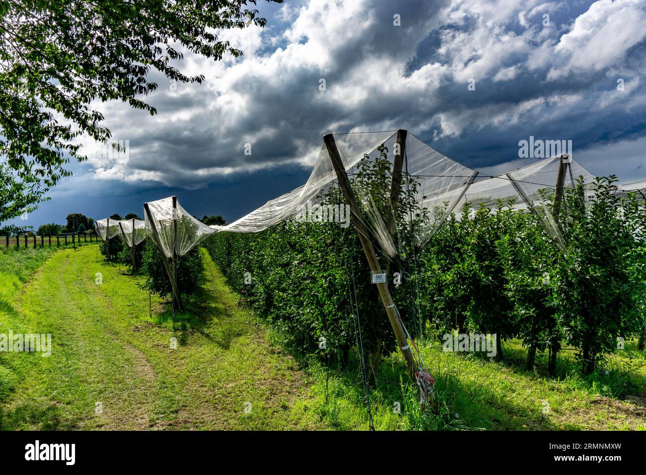 Apple orchard, fruit growing, with hail protection nets, they are to ...