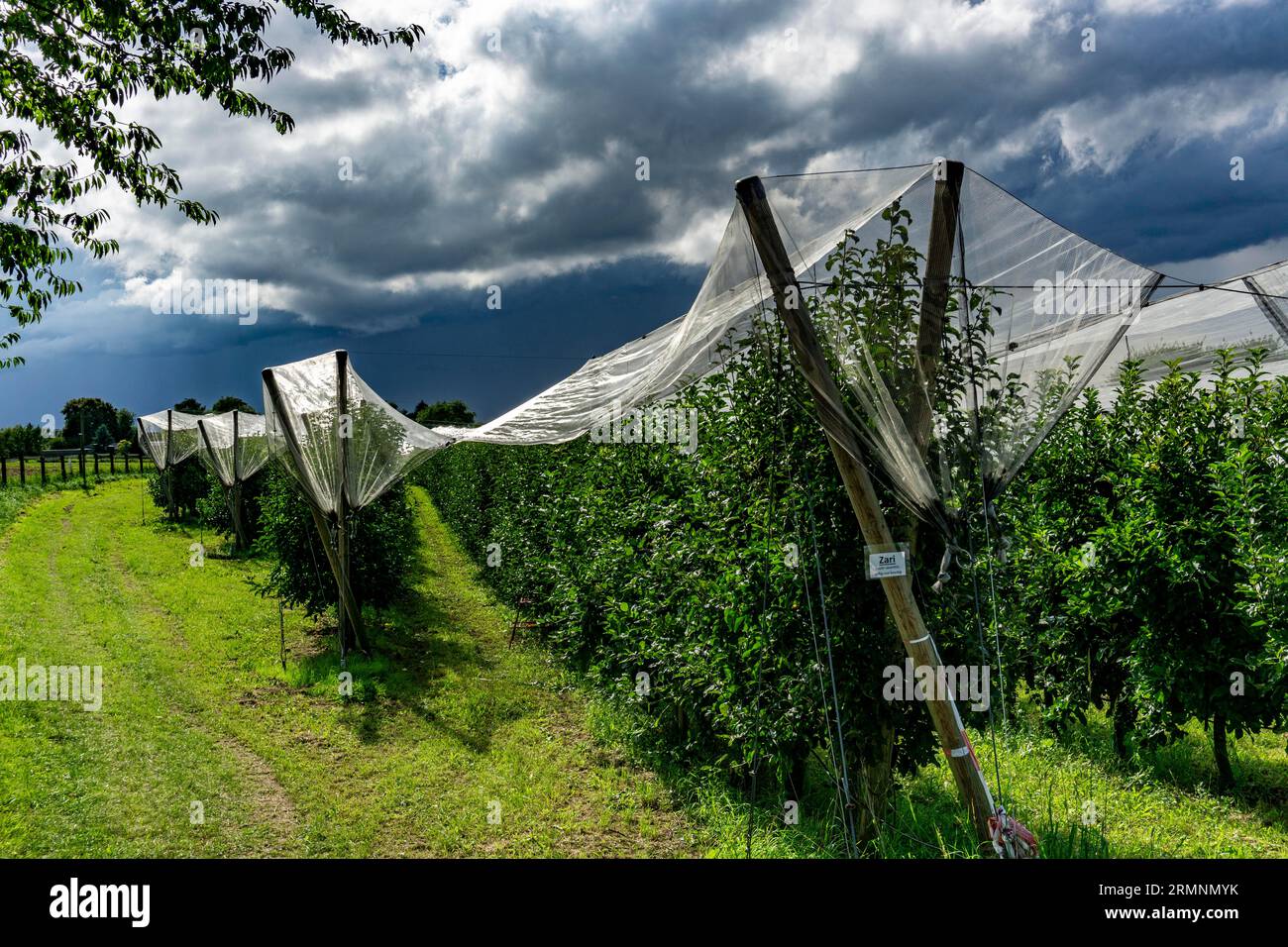 Apple orchard, fruit growing, with hail protection nets, they are to ...
