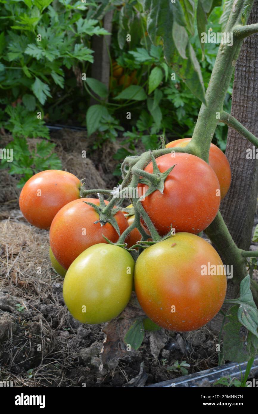 Tomatoes are grown in open organic soil Stock Photo - Alamy