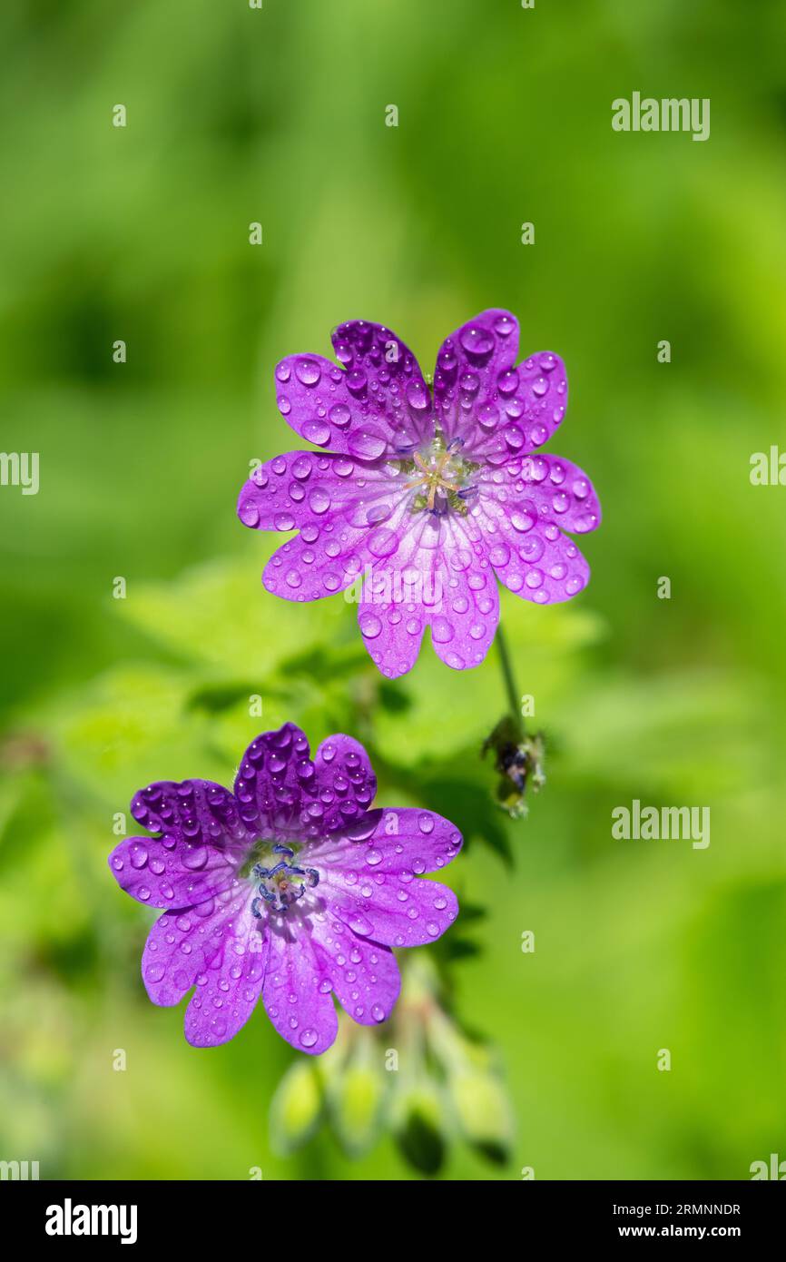 Macro shot of hedgerow geraniums (geranium pyrenaicum) in bloom Stock ...