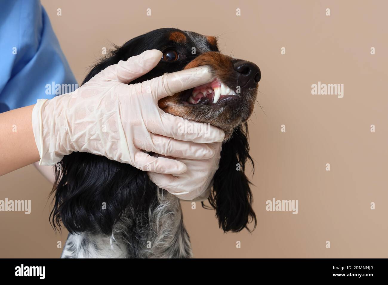 Closeup adult cocker dog hi-res stock photography and images - Alamy