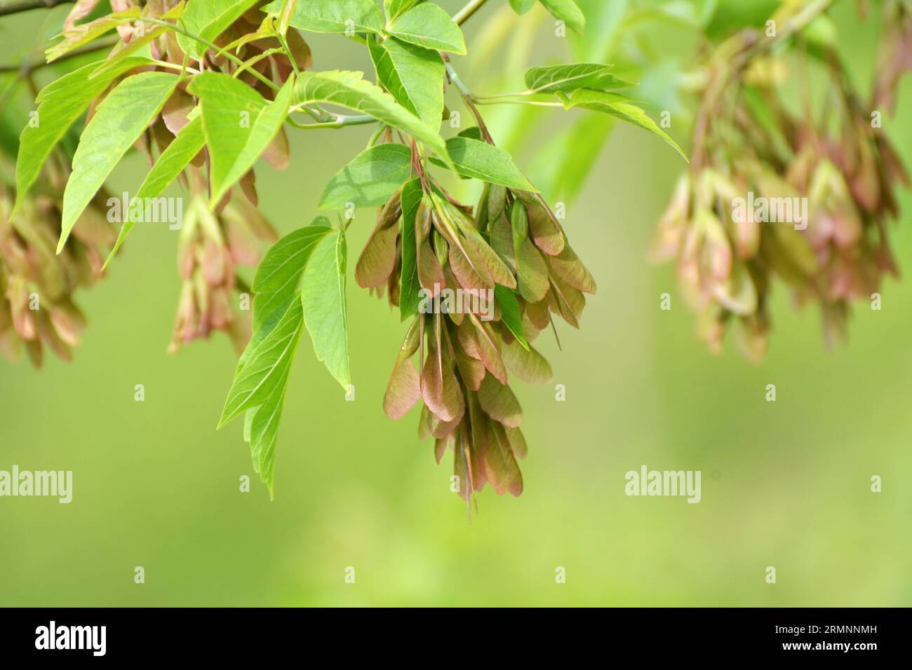 Beautiful maple tree samara hi-res stock photography and images - Alamy