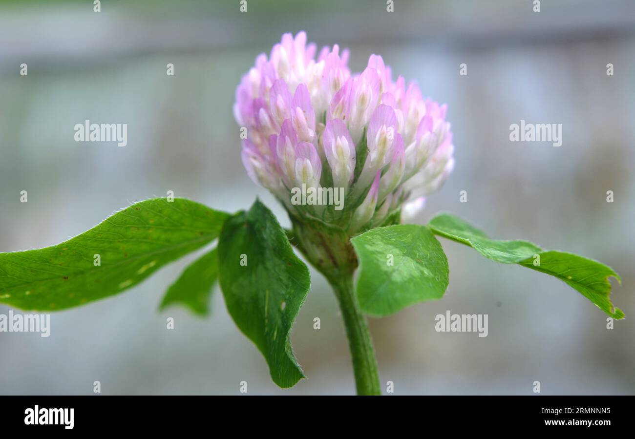 Plants for cattle feed hi-res stock photography and images - Alamy