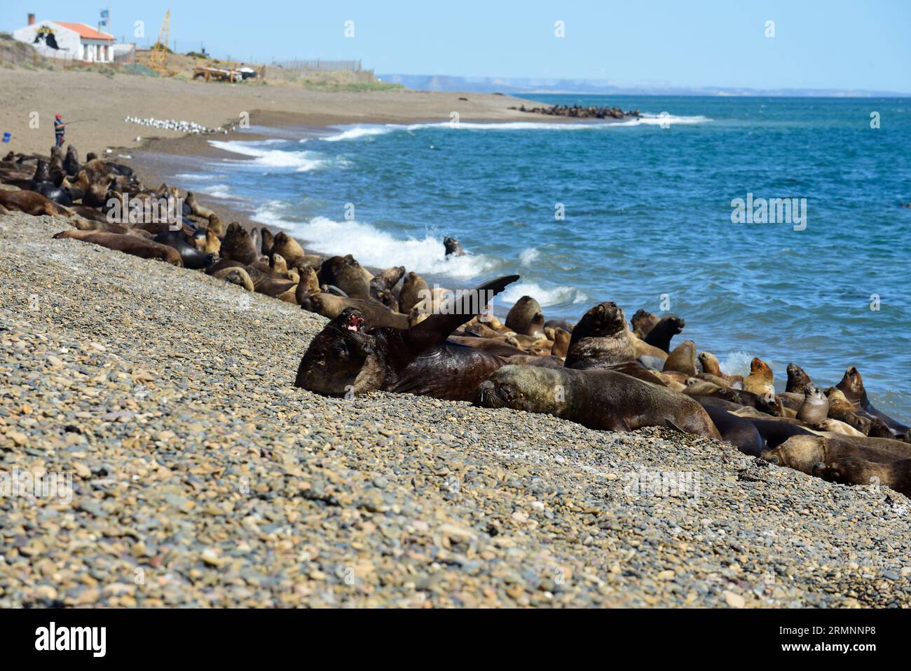 Sea lion colony in Santa Cruz Province, Patagonia, Argentina Stock ...