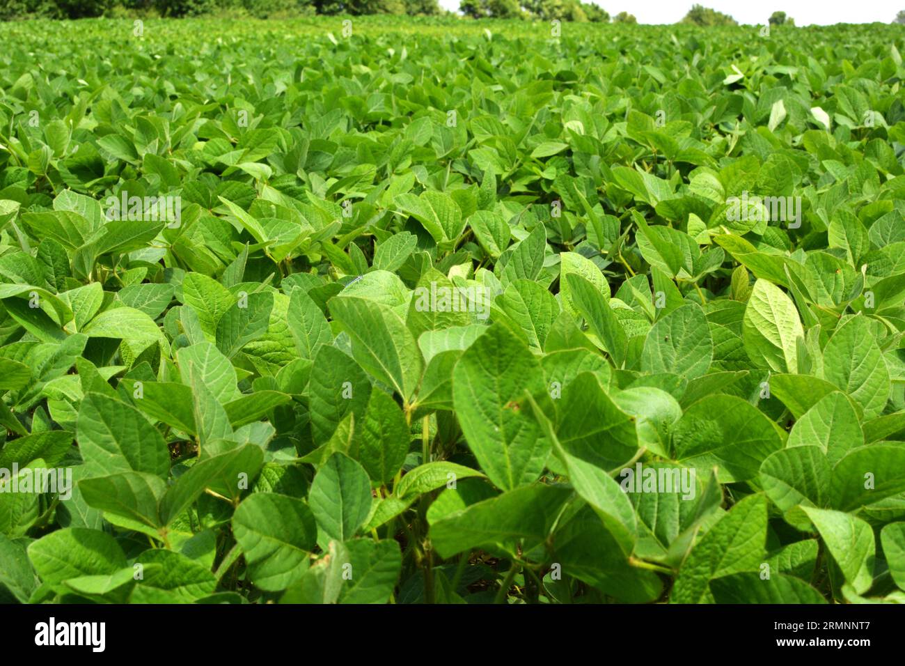 In the middle of the summer on a farm field growing soybeans Stock ...