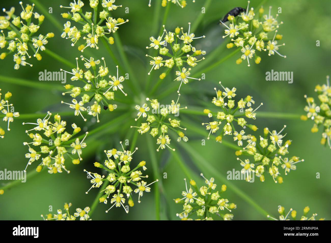 In the garden blooms parsley, which is grown to produce seeds Stock ...