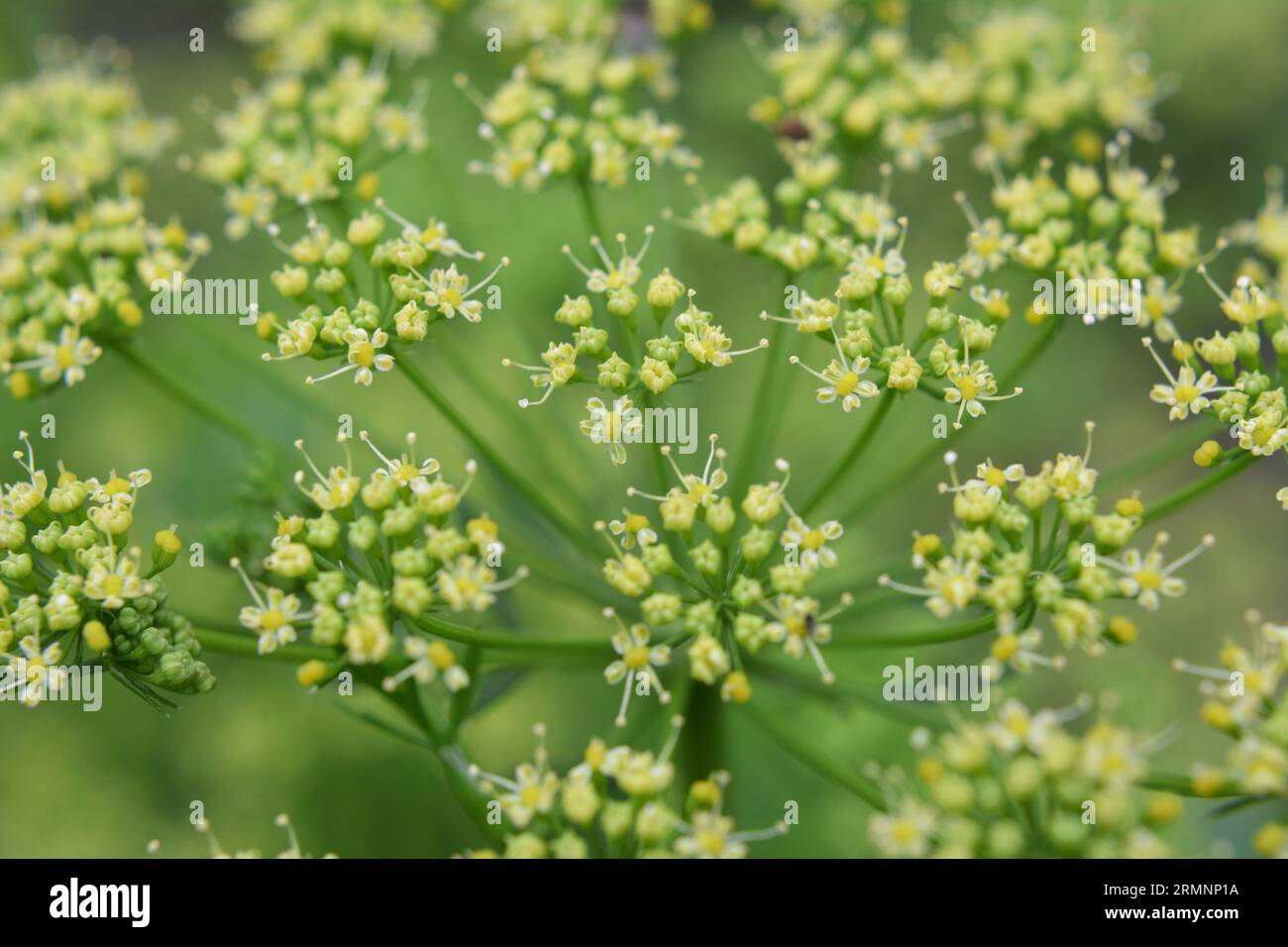 In the garden blooms parsley, which is grown to produce seeds Stock ...