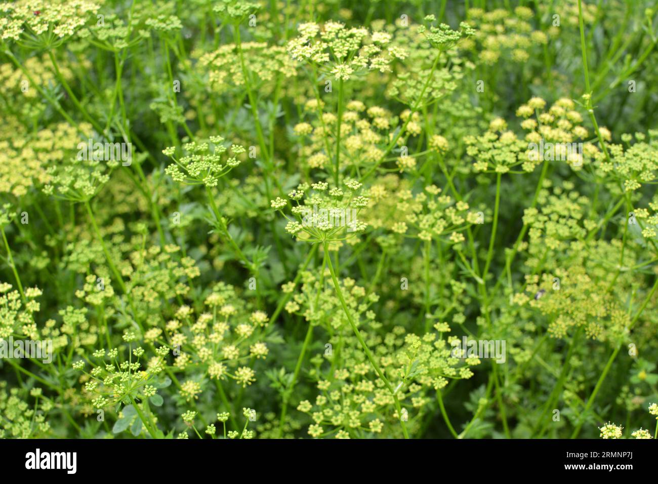 In the garden blooms parsley, which is grown to produce seeds Stock ...