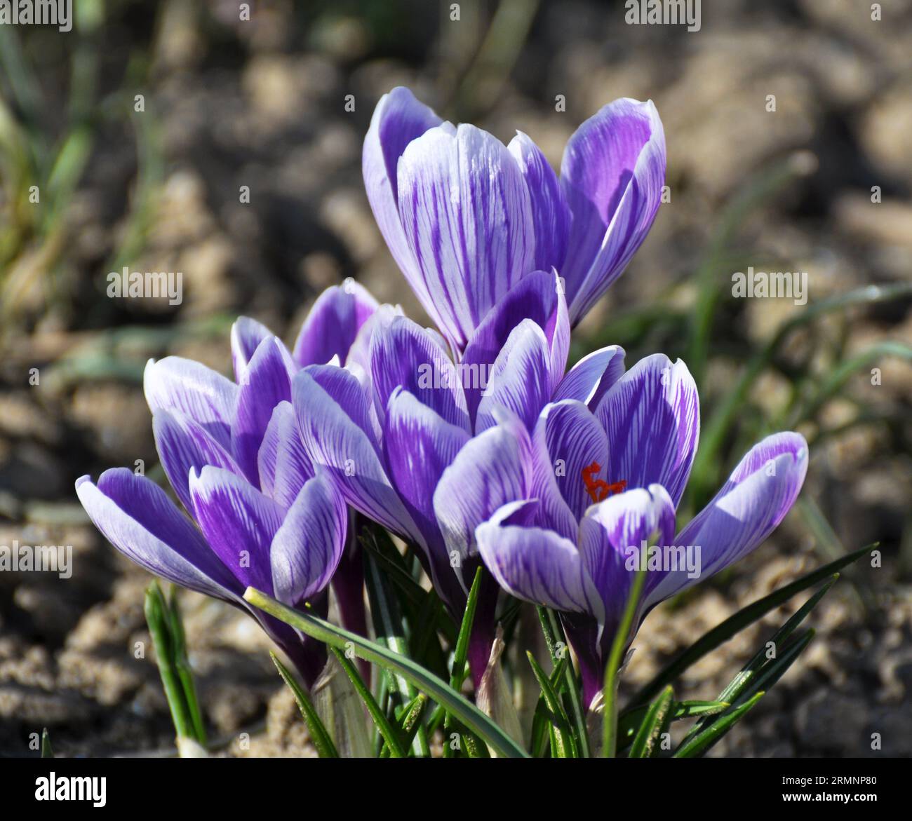 In nature, garden crocuses bloom in the flowerbed in spring Stock Photo ...