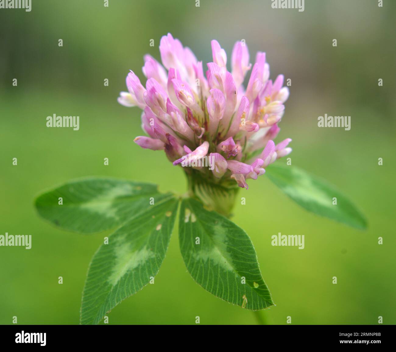 Plants for cattle feed hi-res stock photography and images - Alamy